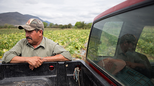 Mexicans work to reclaim corn as their own | Querétaro: Promise of ...
