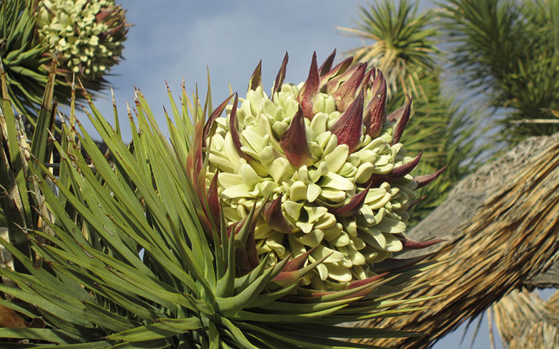 Proposal to protect Joshua trees from climate change proves divisive