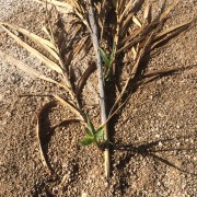 Arundo plant threatens to overtake Arizona rivers and streams