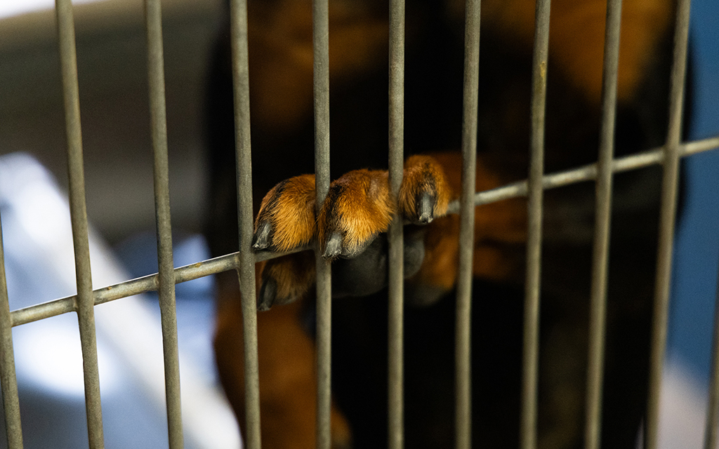 Animal shelter crisis underscores struggling economy
